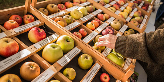 Apple Week - Apple Pressing
